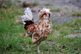 16 Chickens With Crazy or Funny Hair (With Pictures)