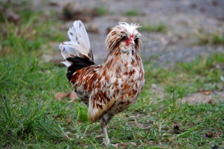 16 Chickens With Crazy or Funny Hair (With Pictures)
