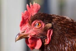 13 Interesting Facts About Chicken Eyes and Vision