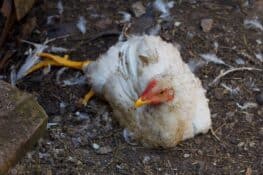 Flystrike in Chickens: Causes, Symptoms & Treatment