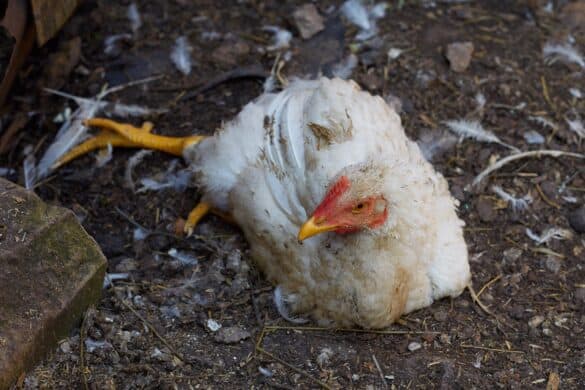 Flystrike in Chickens: Causes, Symptoms & Treatment