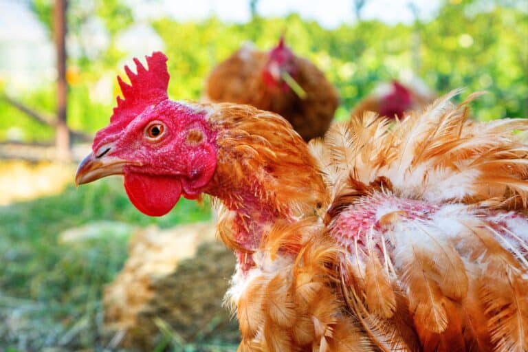 Flystrike in Chickens: Causes, Symptoms & Treatment
