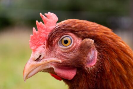 13 Interesting Facts About Chicken Eyes and Vision