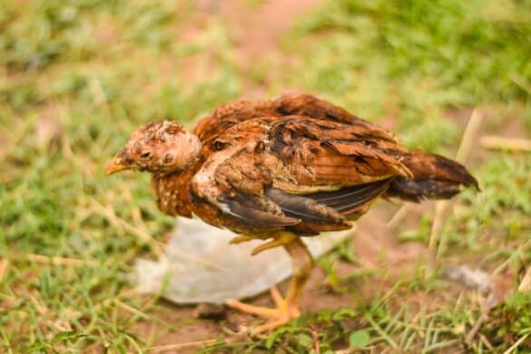 Chicken Poop Guide: Is Your Chicken's Poop Normal?