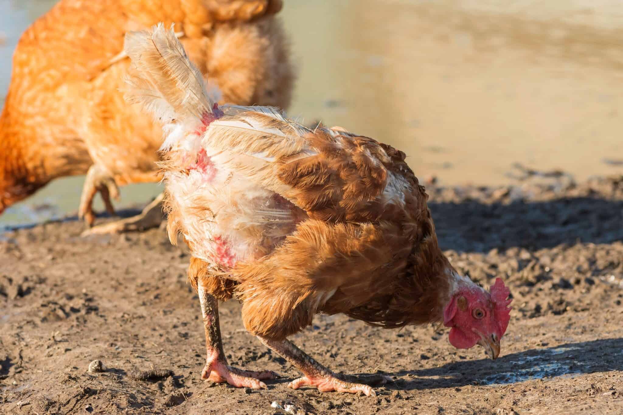 Vent Gleet in Chickens: Symptoms, Causes & Treatments