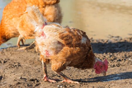 Vent Gleet in Chickens: Symptoms, Causes & Treatments