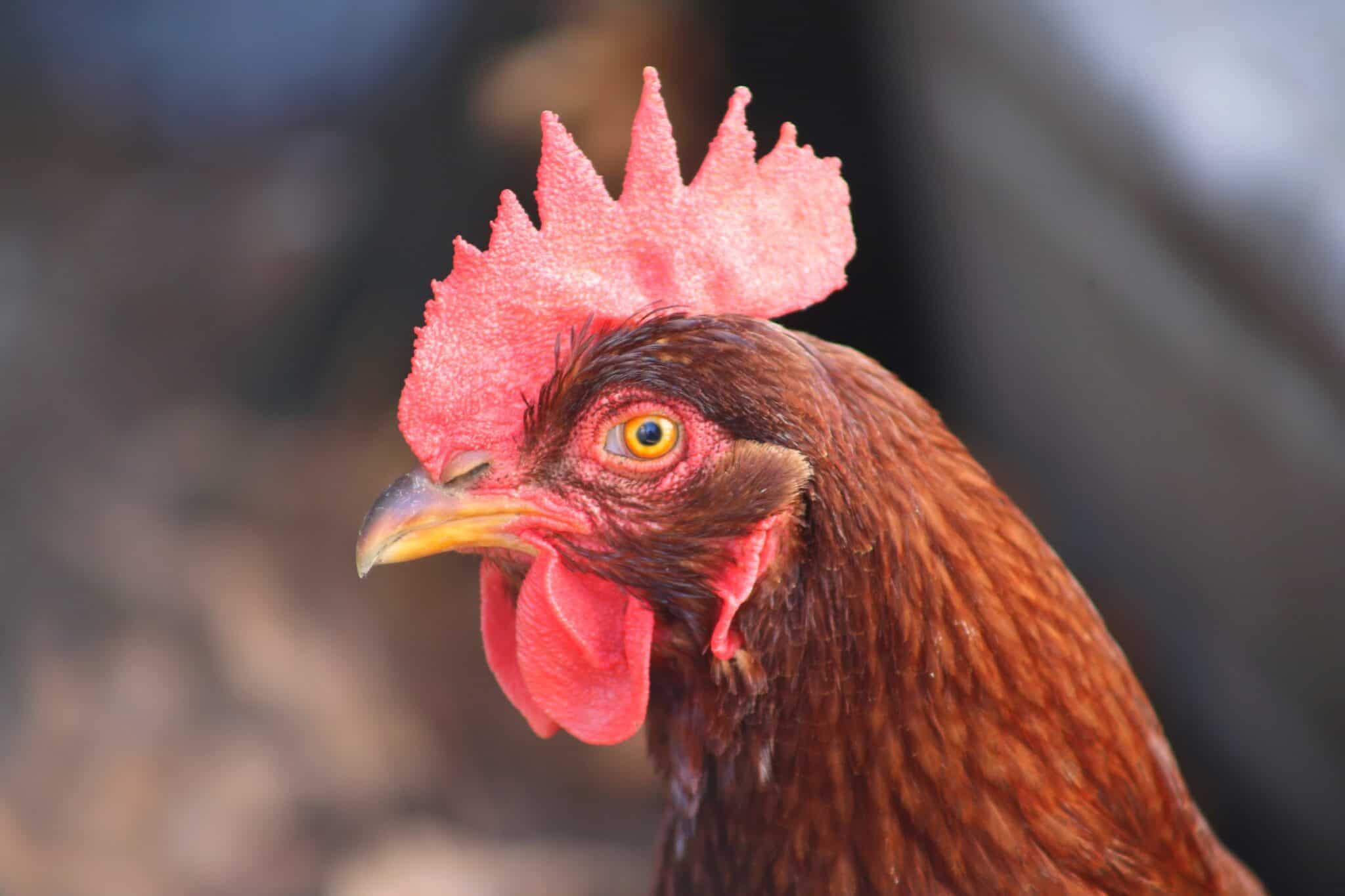 13 Interesting Facts About Chicken Eyes and Vision