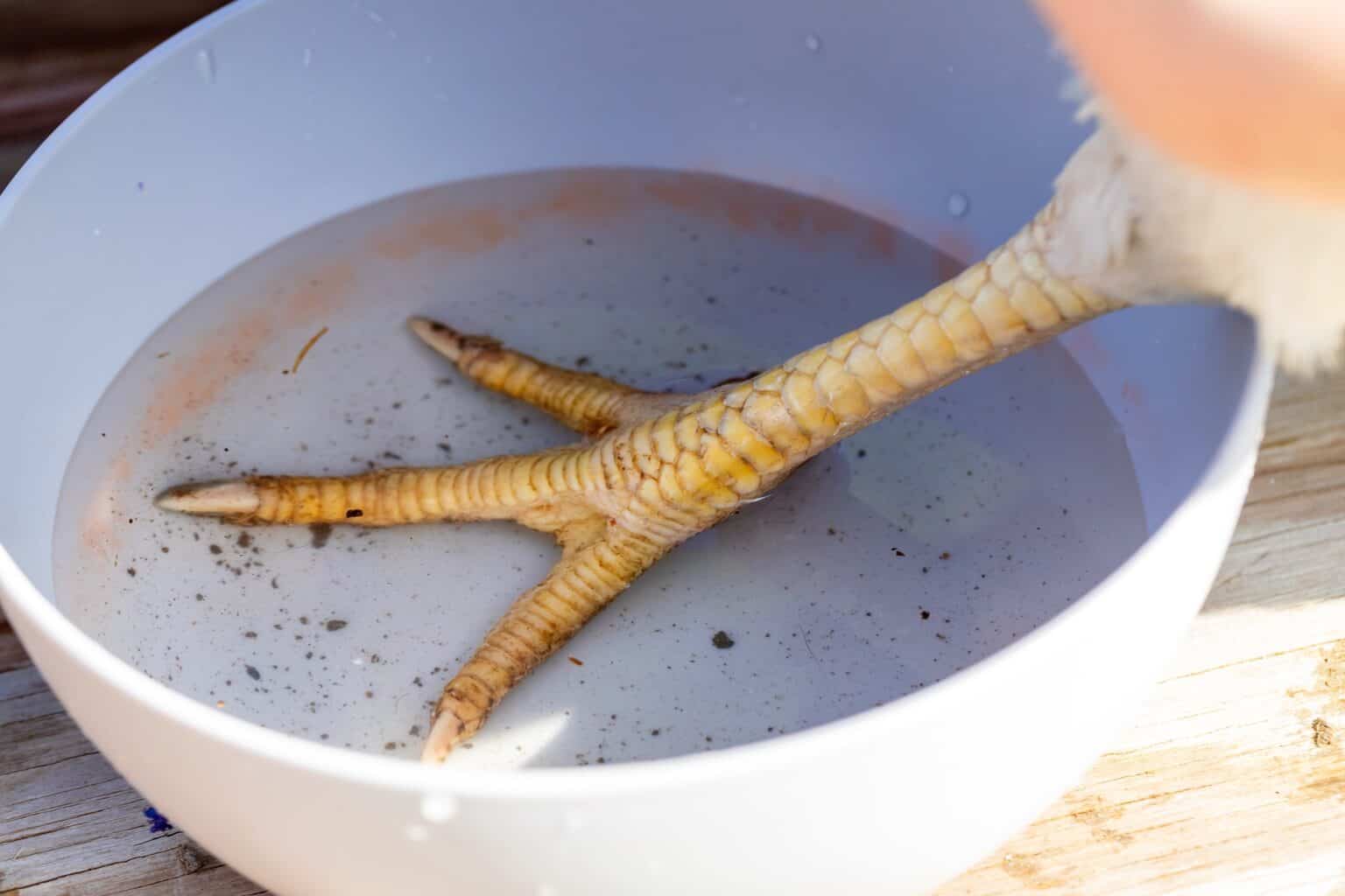 How to Spot and Treat Bumblefoot in Chickens