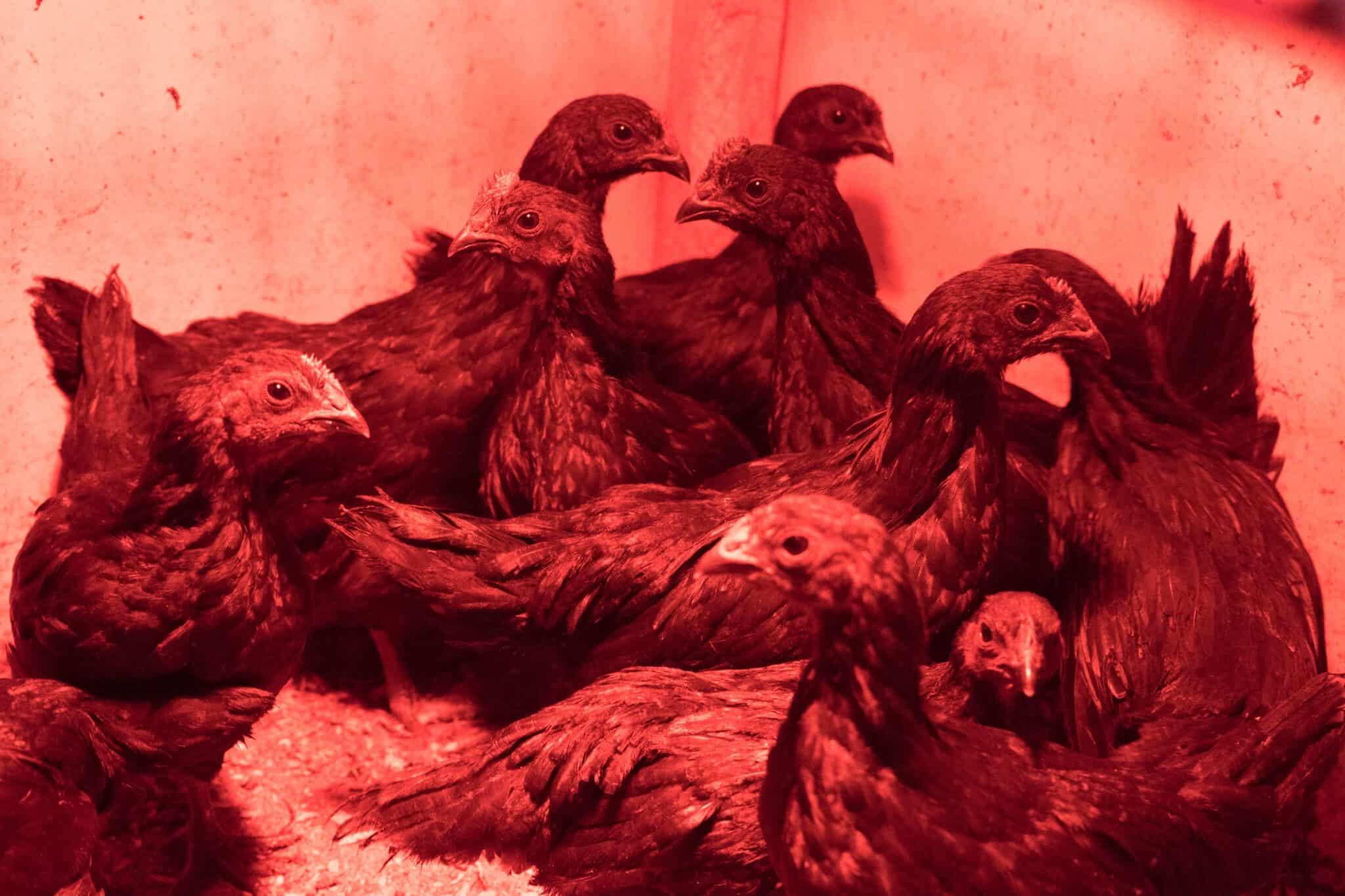 13 Interesting Facts About Chicken Eyes and Vision