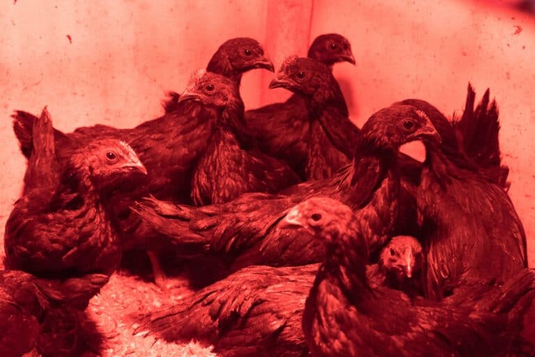 13 Interesting Facts About Chicken Eyes and Vision