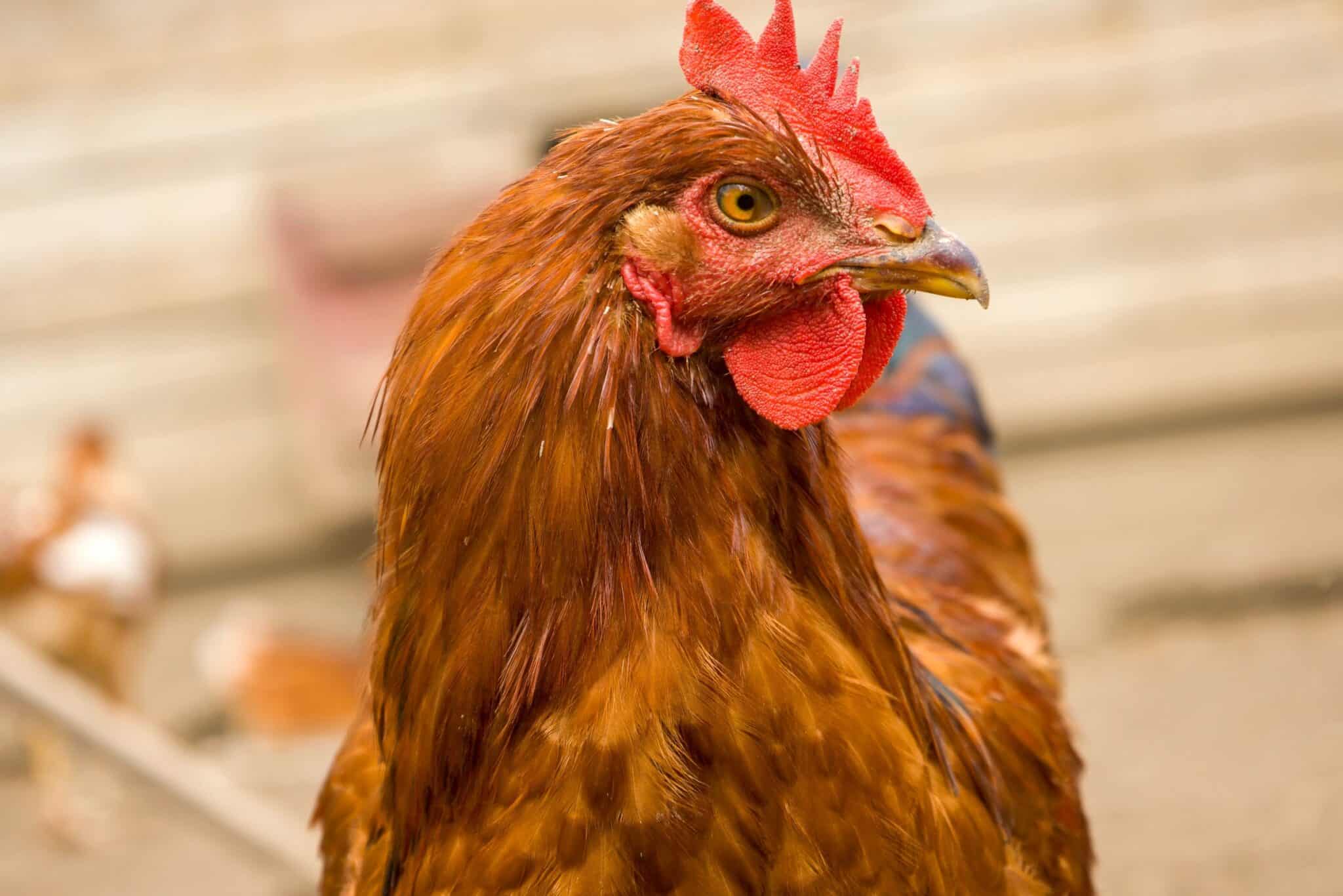 13 Interesting Facts About Chicken Eyes and Vision