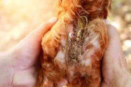 Vent Gleet in Chickens: Symptoms, Causes & Treatments