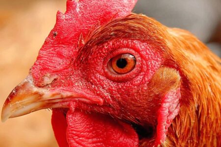 13 Interesting Facts About Chicken Eyes and Vision