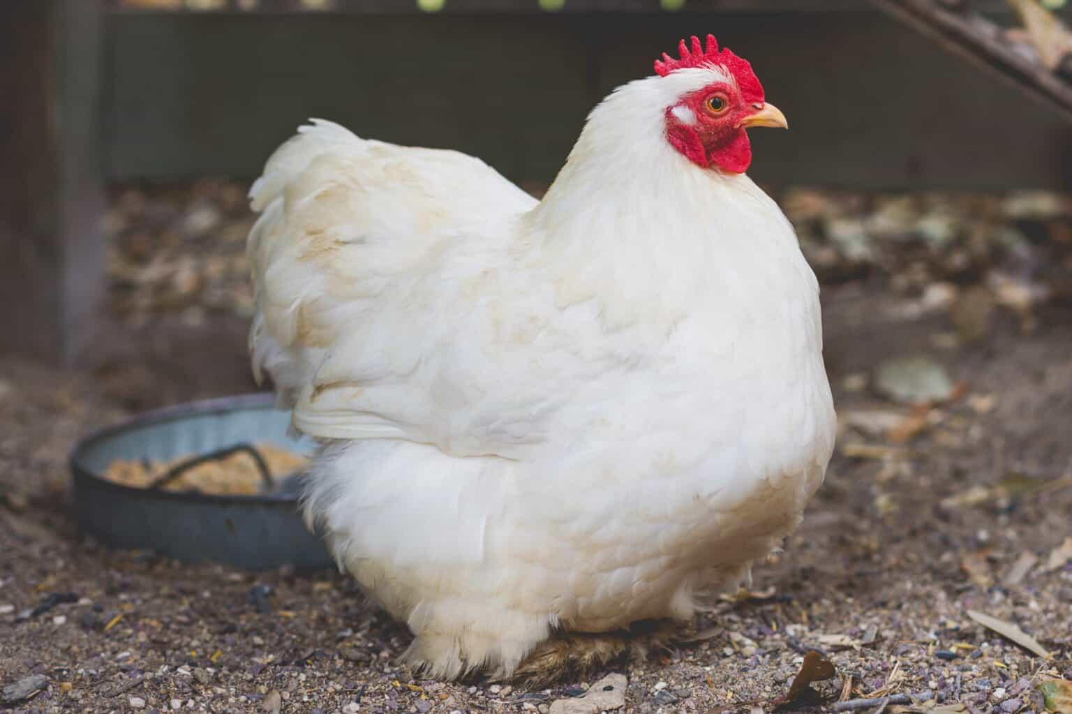 Cochin Bantam Chicken: Breed Profile, Facts & Pictures