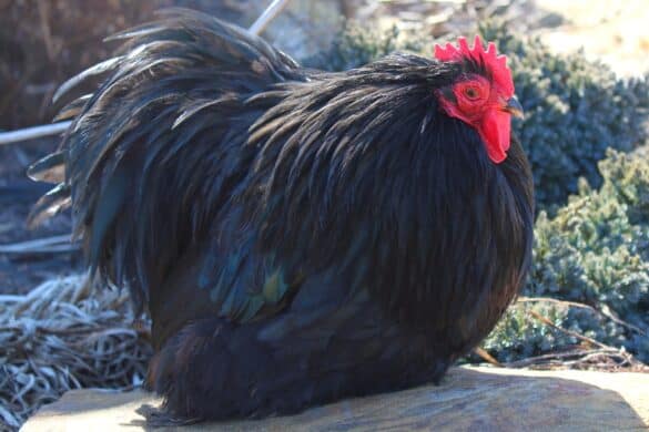 Cochin Bantam Chicken: Breed Profile, Facts & Pictures
