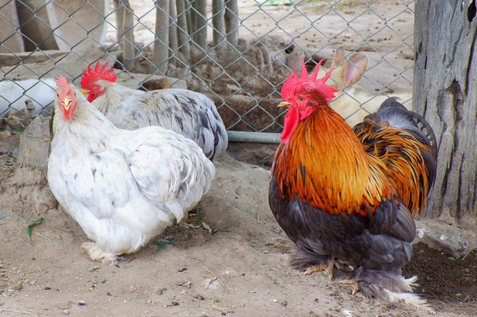 Cochin Bantam Chicken: Breed Profile, Facts & Pictures