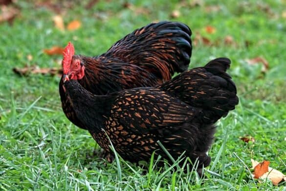 Cochin Bantam Chicken: Breed Profile, Facts & Pictures