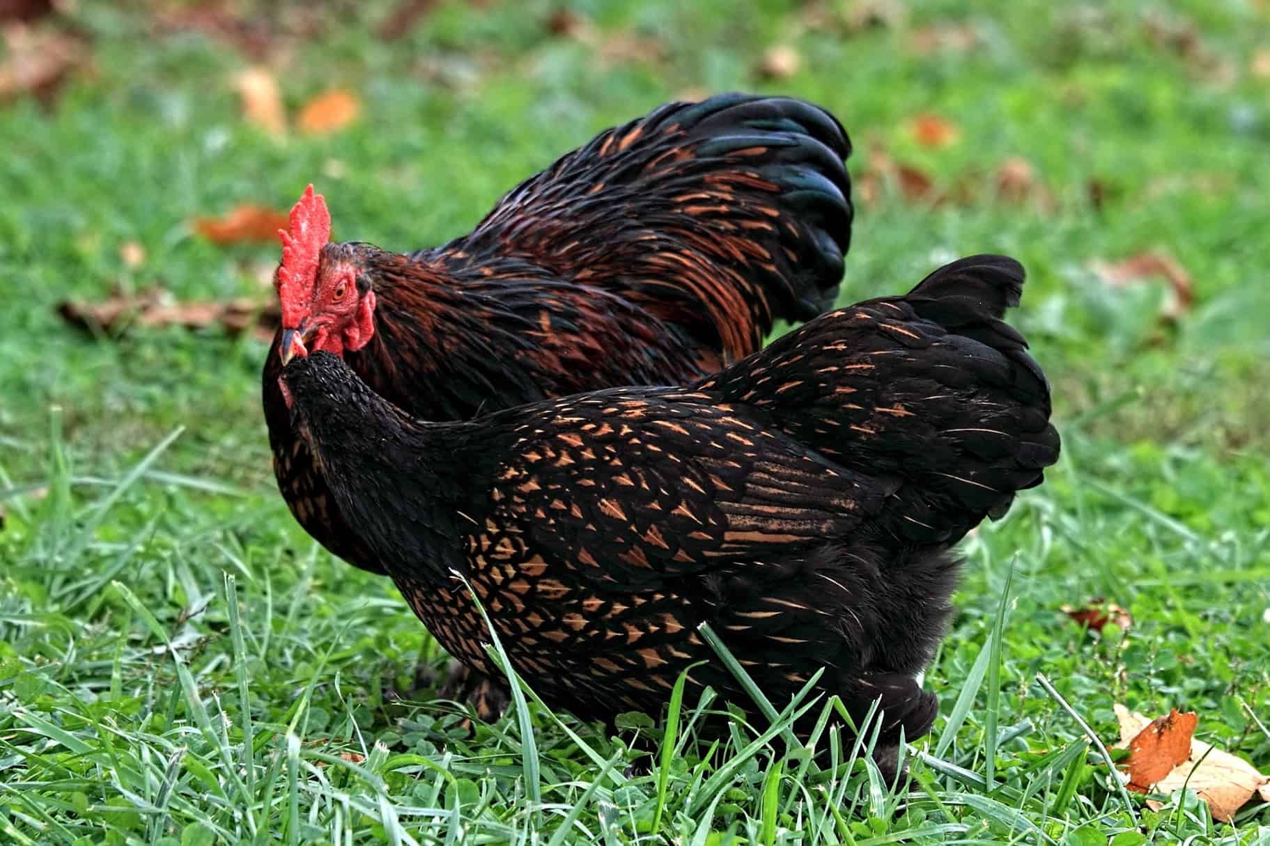 Cochin Bantam Chicken: Breed Profile, Facts & Pictures