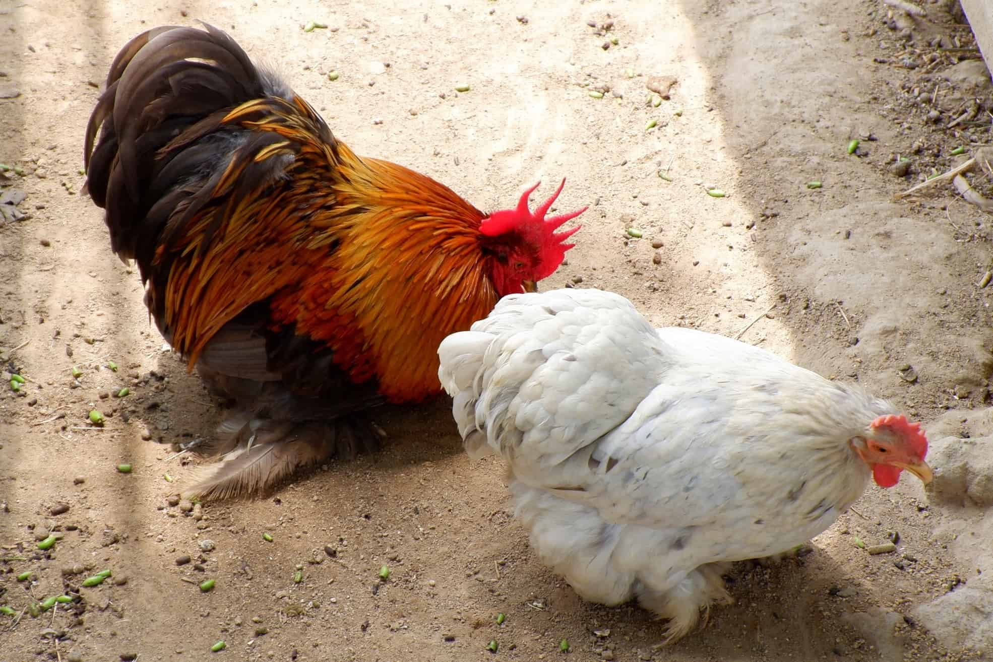 Cochin Bantam Chicken: Breed Profile, Facts & Pictures
