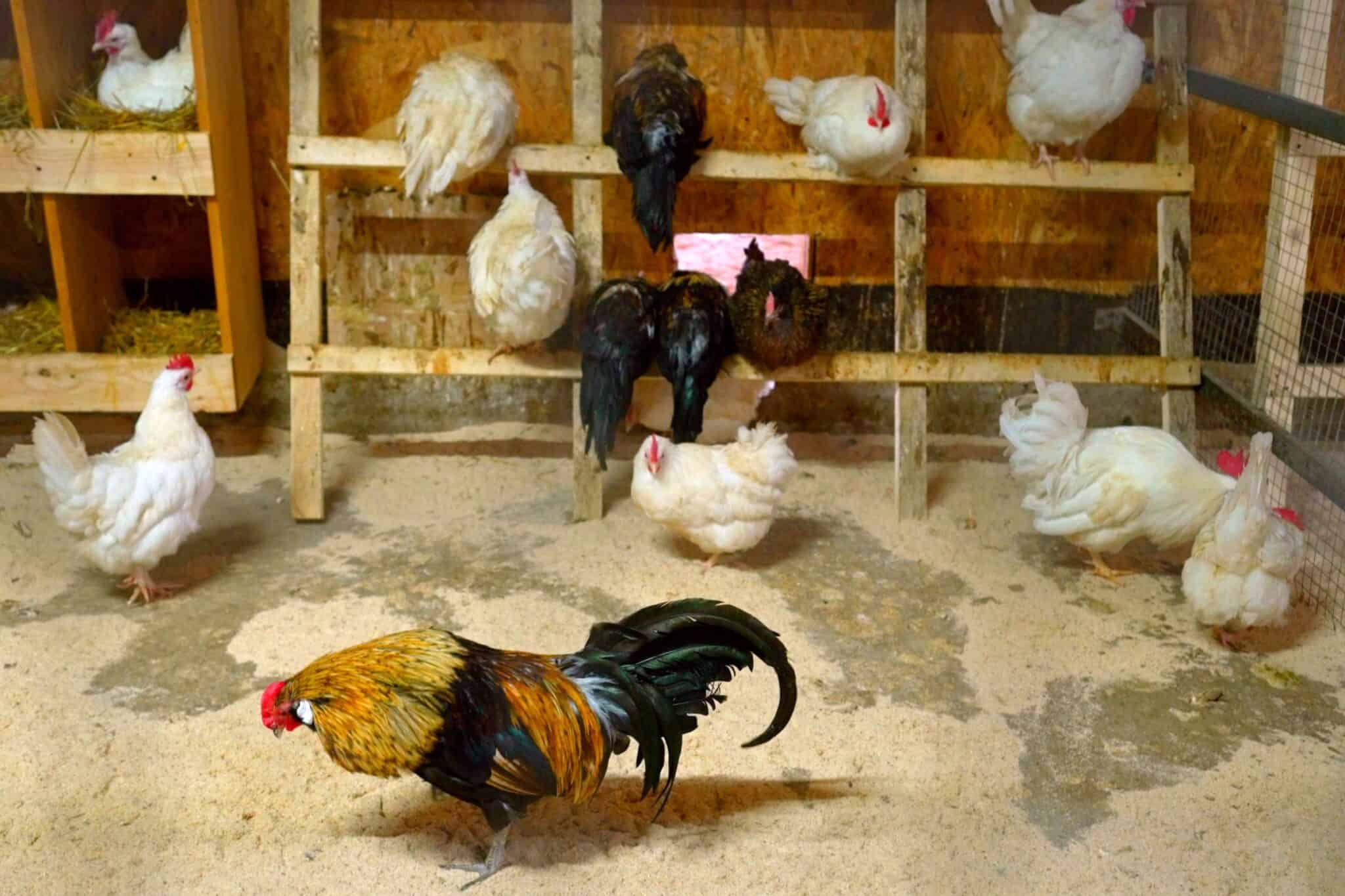 Cochin Bantam Chicken: Breed Profile, Facts & Pictures