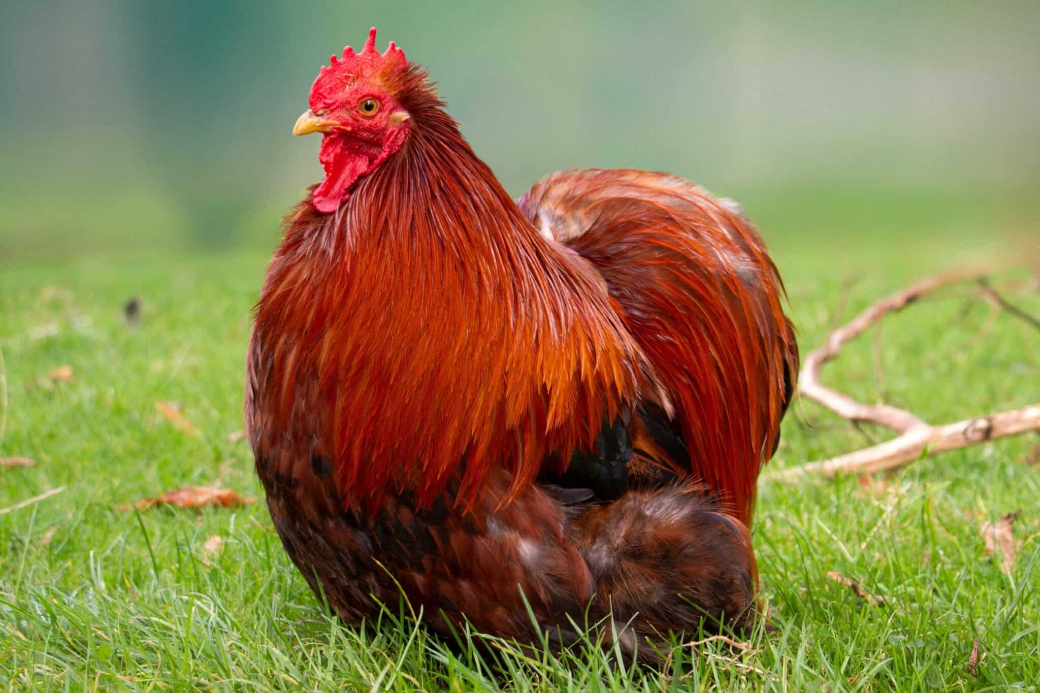 Cochin Bantam Chicken: Breed Profile, Facts & Pictures