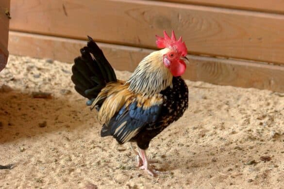 Broody Hen 101: What to Do & How to Stop Broodiness