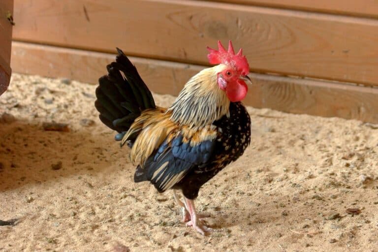 Sand for Chicken Coop: What Kind of Sand & How to Use It