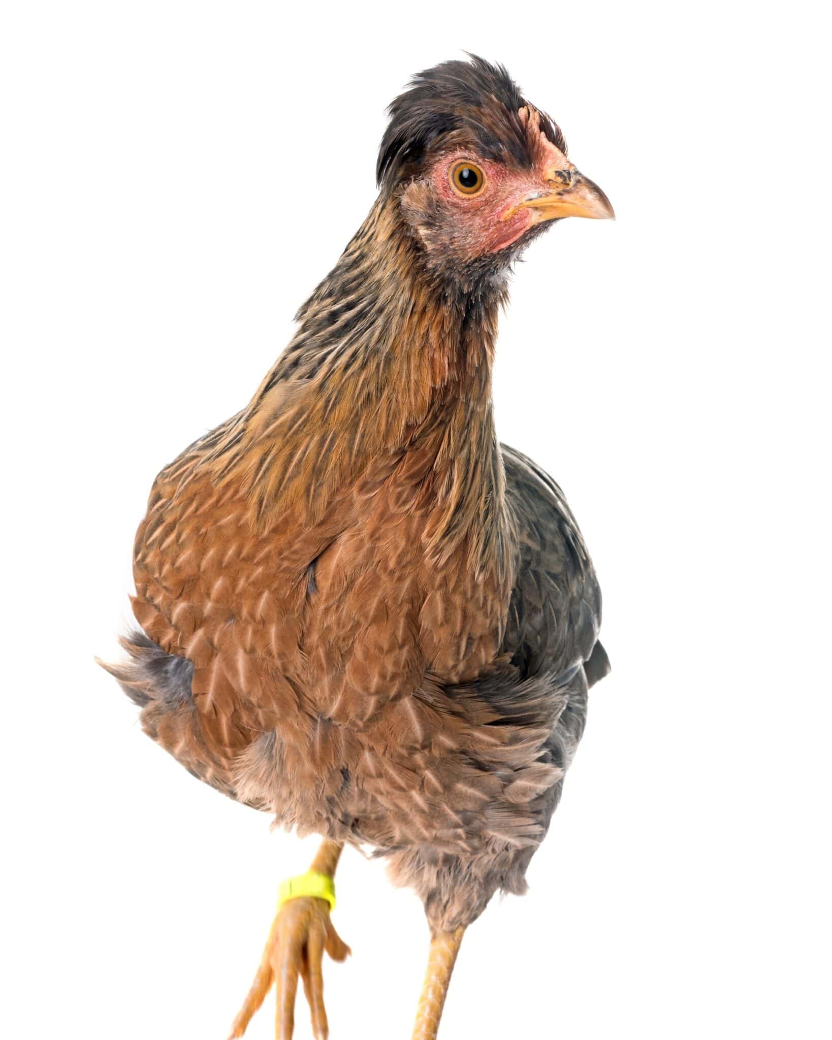 16 Chickens With Crazy or Funny Hair (With Pictures)