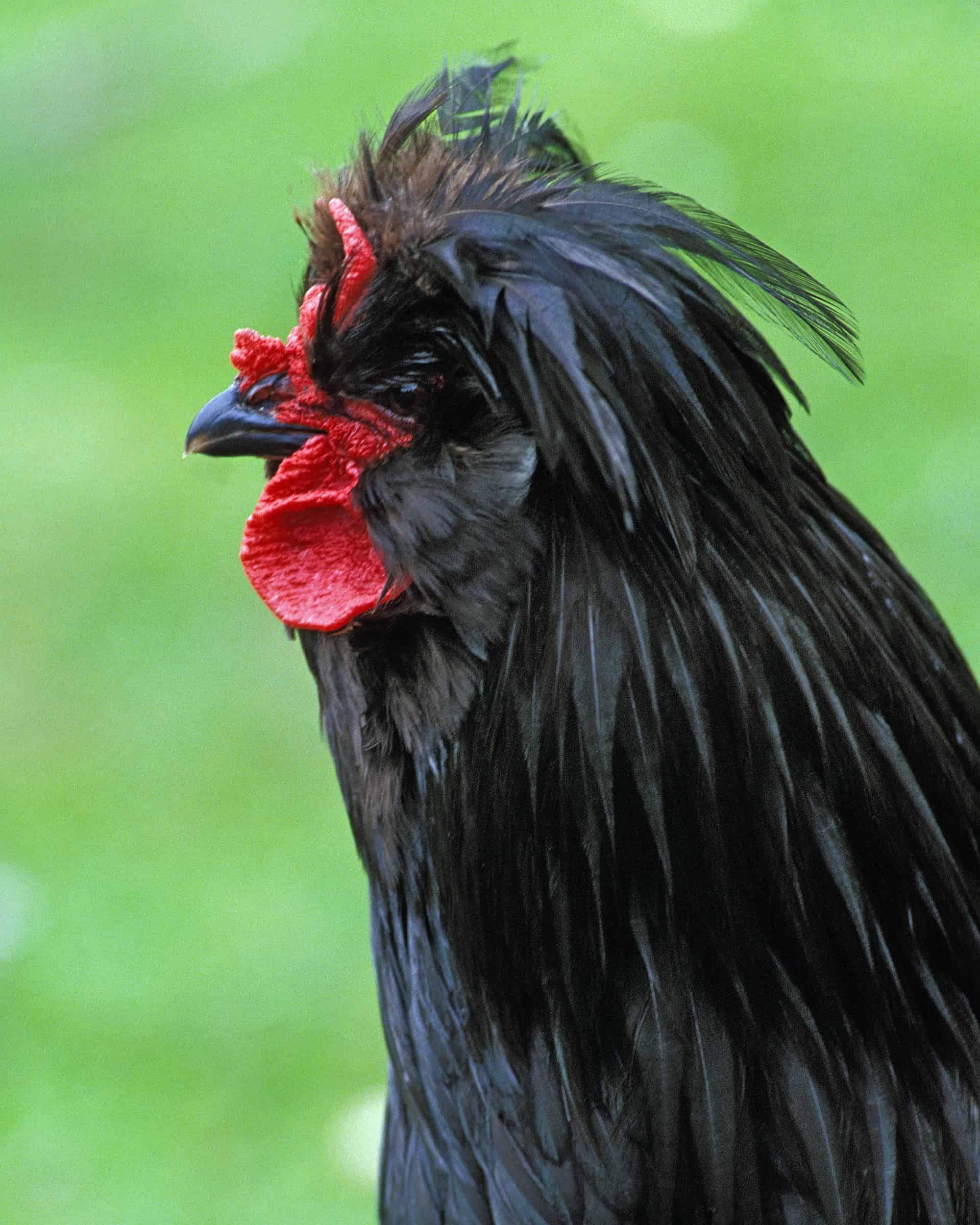 16 Chickens With Crazy or Funny Hair (With Pictures)