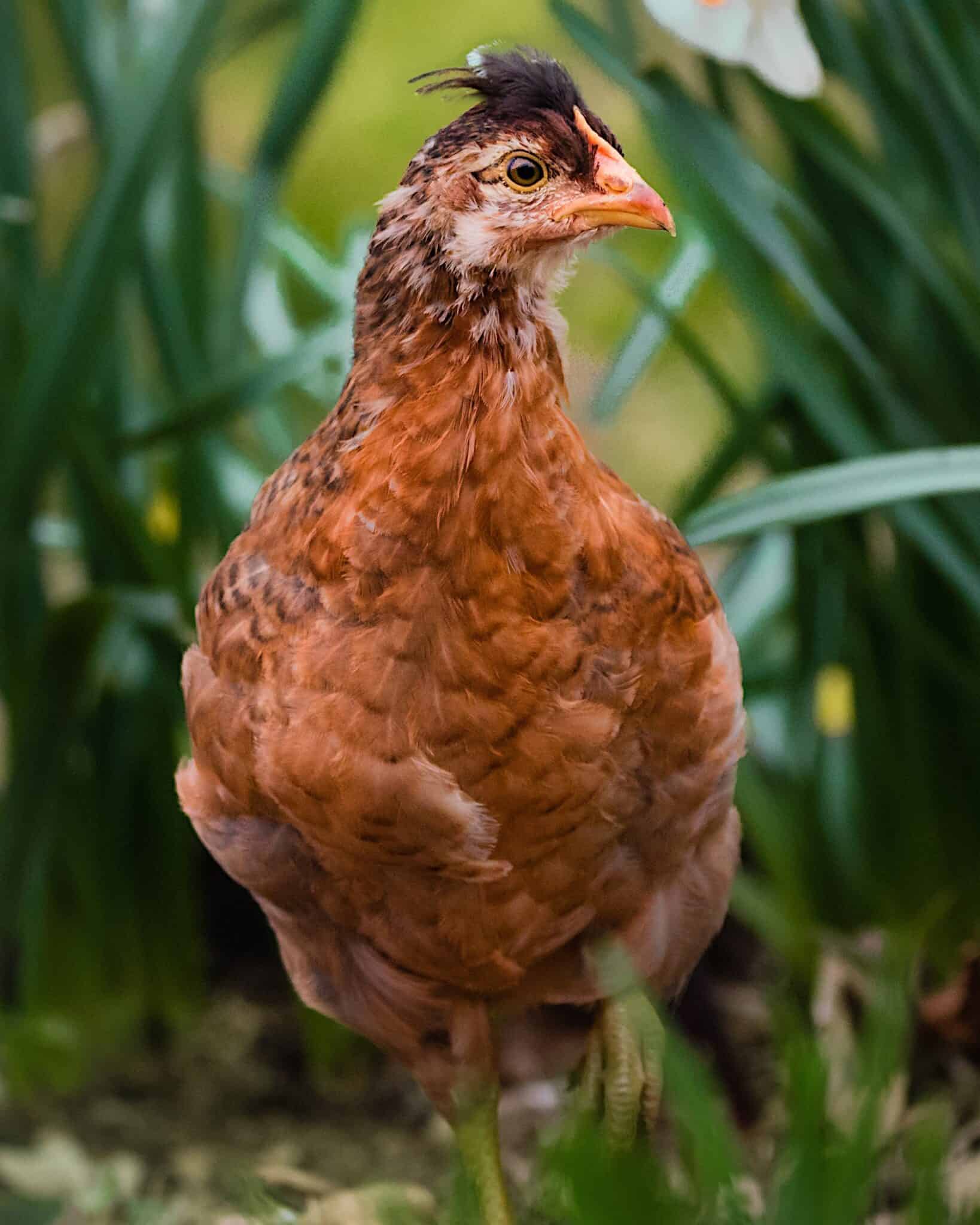 16 Chickens With Crazy or Funny Hair (With Pictures)