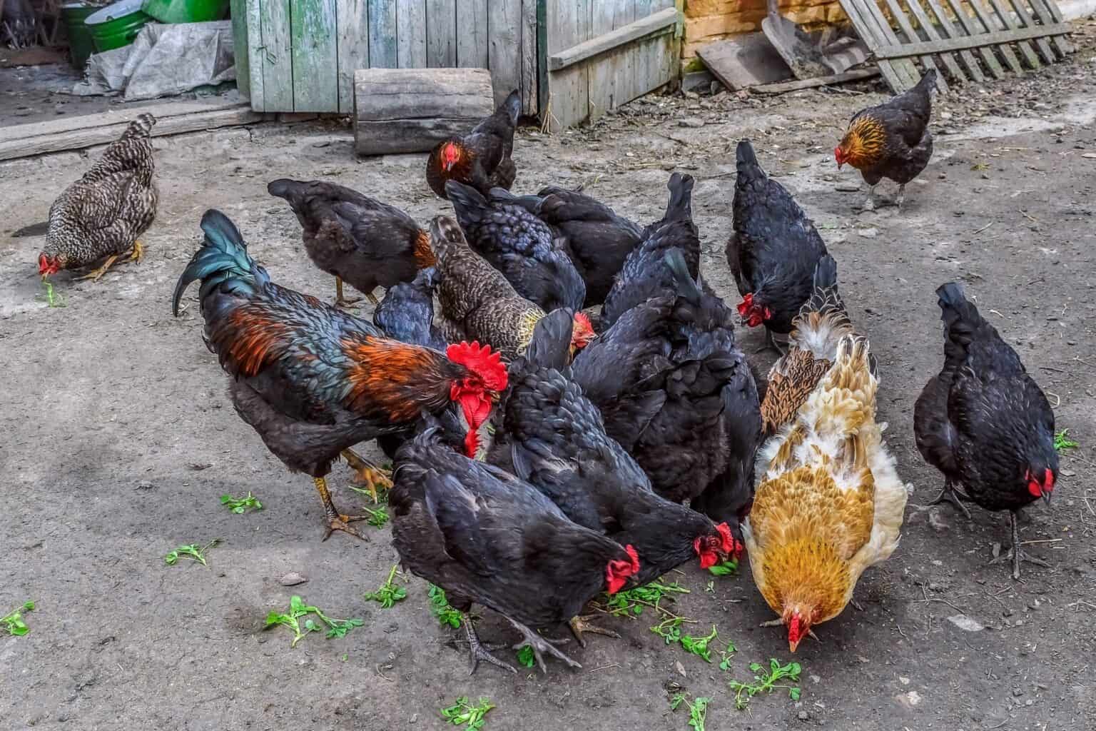 The Complete Guide to Deworming Your Backyard Chickens