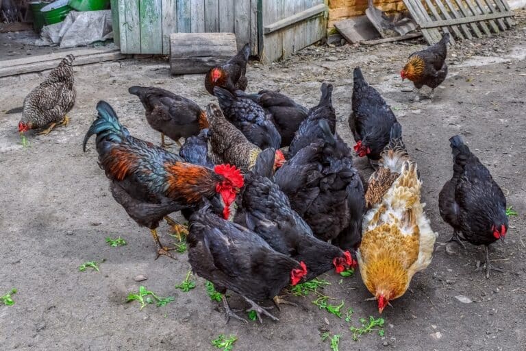 The Complete Guide to Deworming Your Backyard Chickens