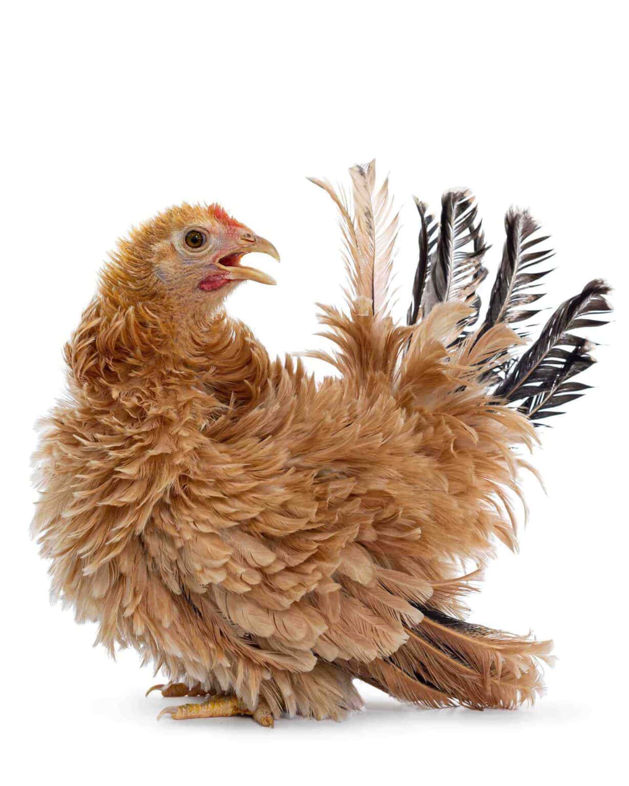 16 Chickens With Crazy or Funny Hair (With Pictures)
