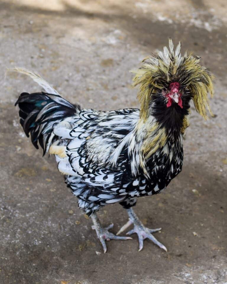 16 Chickens With Crazy or Funny Hair (With Pictures)