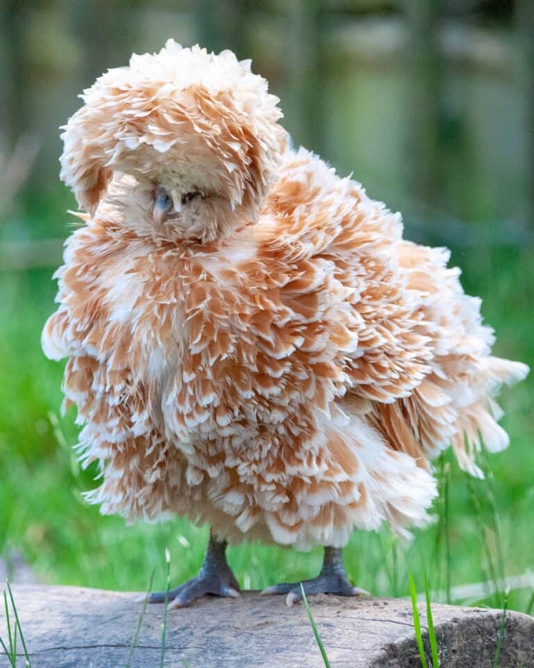 16 Chickens With Crazy or Funny Hair (With Pictures)