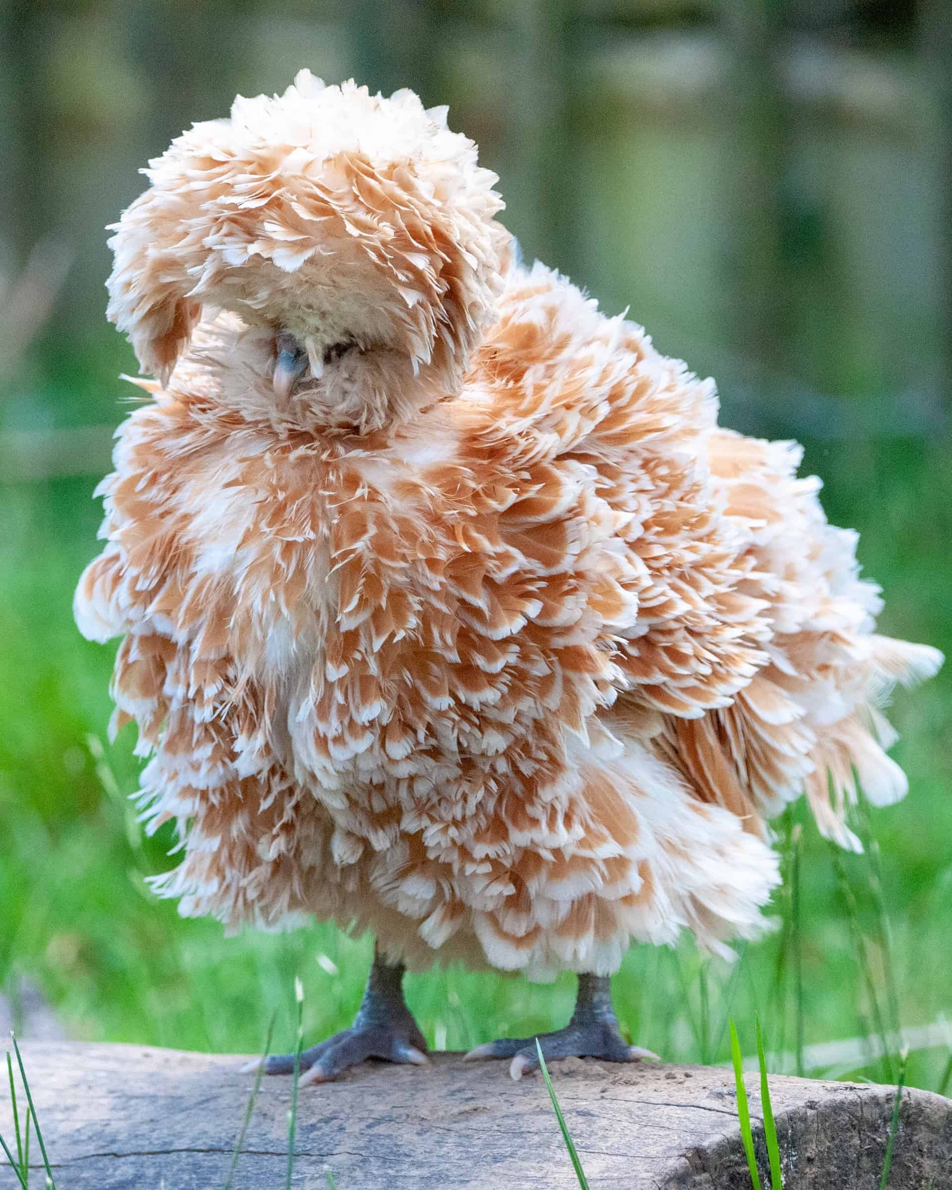 16 Chickens With Crazy or Funny Hair (With Pictures)