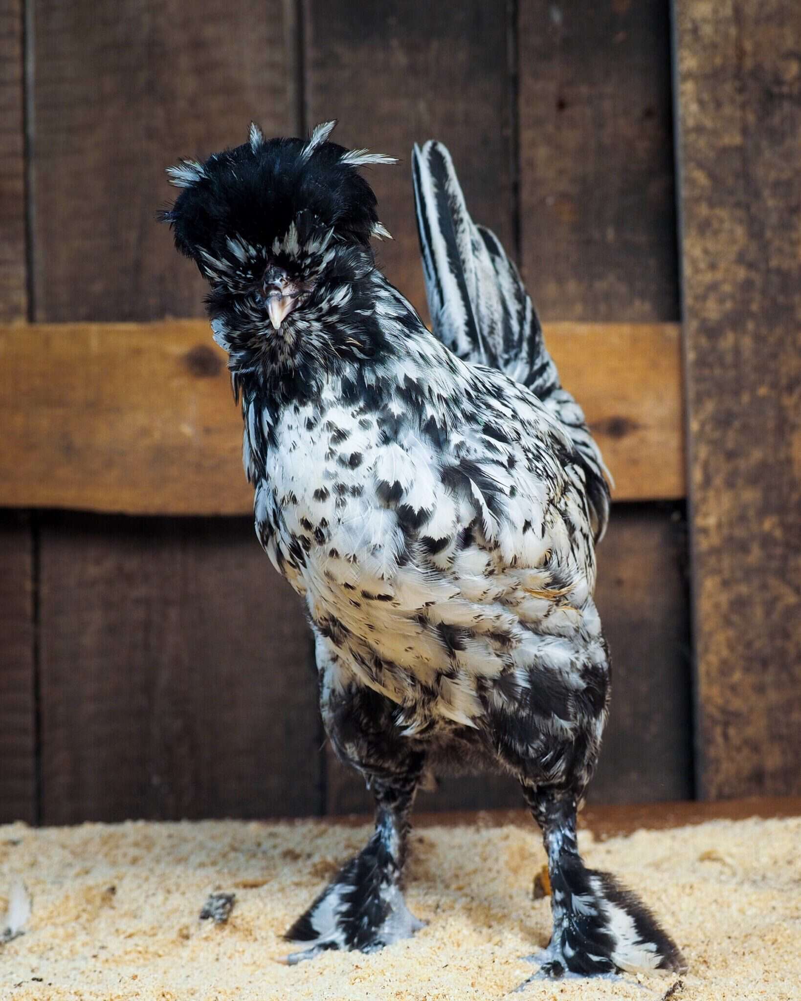 16 Chickens With Crazy or Funny Hair (With Pictures)