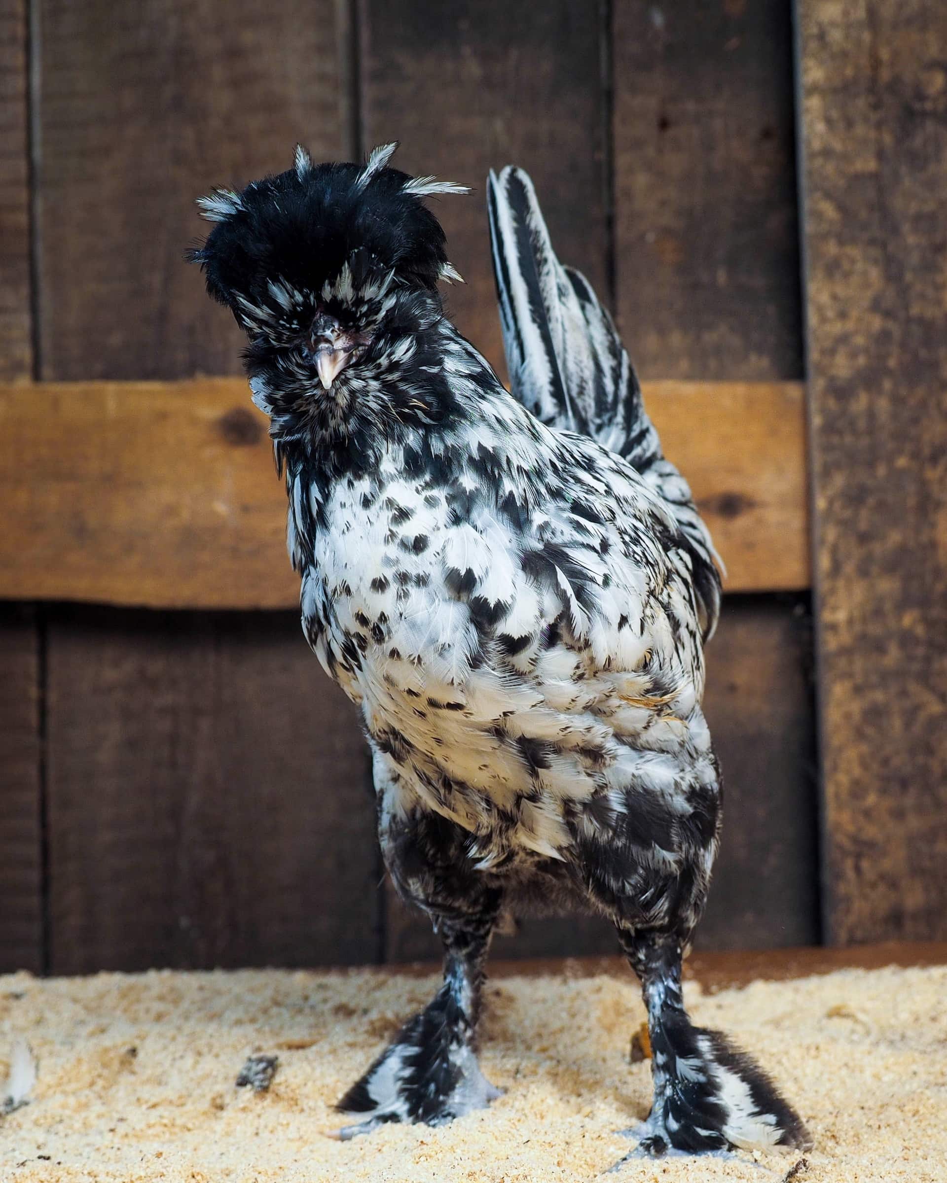 16 Chickens With Crazy or Funny Hair (With Pictures)