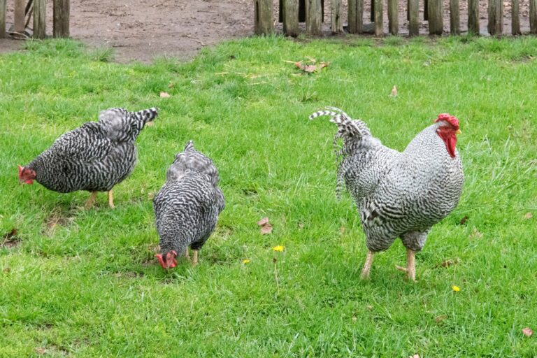 Plymouth Rock (Barred Rock) Hen vs Rooster