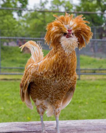 16 Chickens With Crazy or Funny Hair (With Pictures)