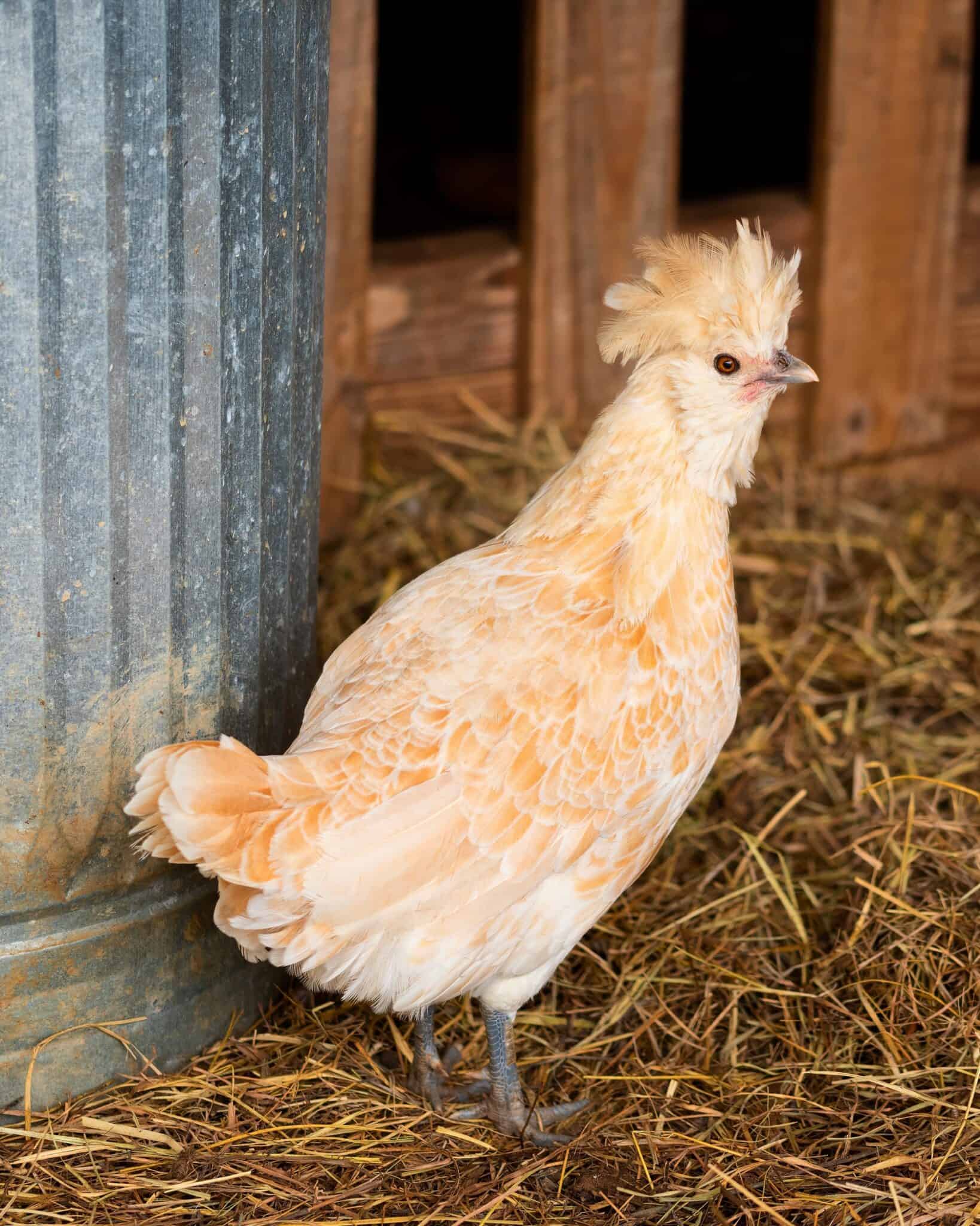 16 Chickens With Crazy or Funny Hair (With Pictures)