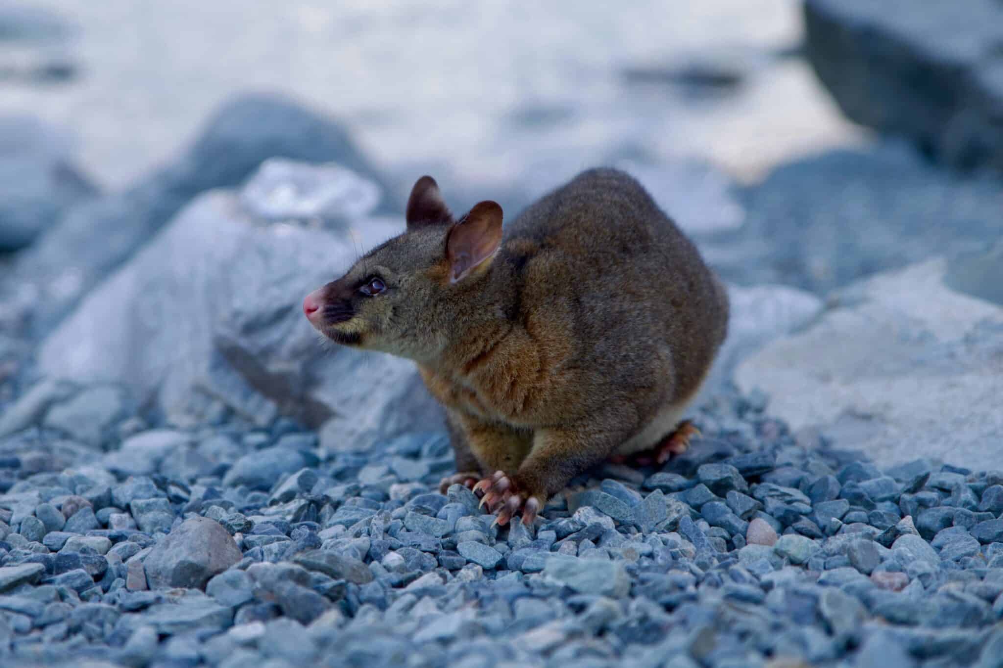Do Possums Eat Chickens? (And How to Prevent It)