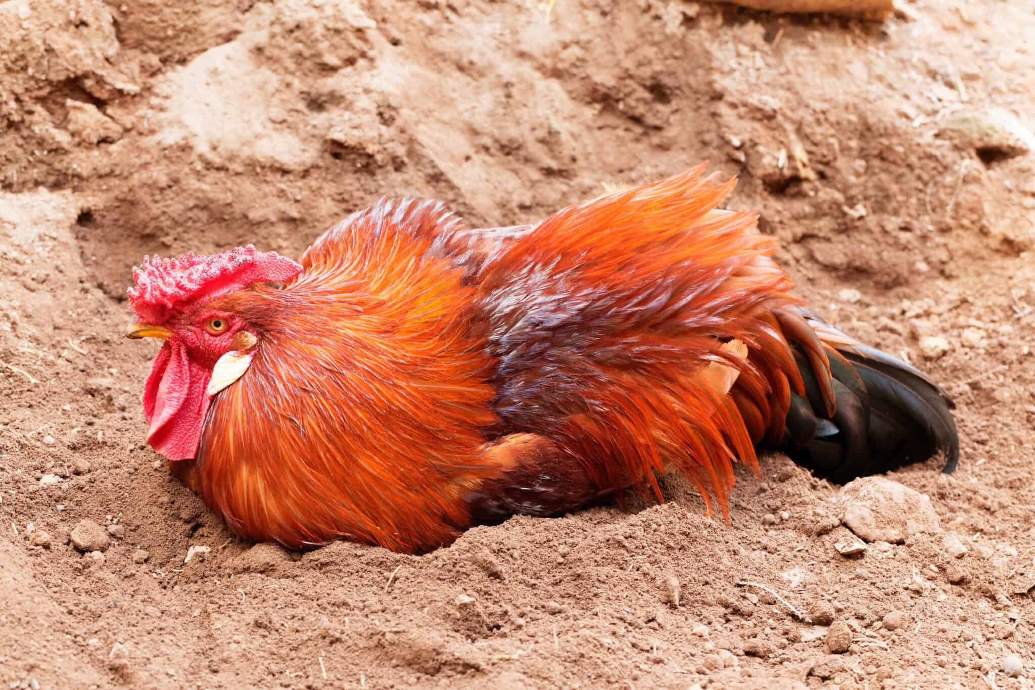Sand for Chicken Coop: What Kind of Sand & How to Use It