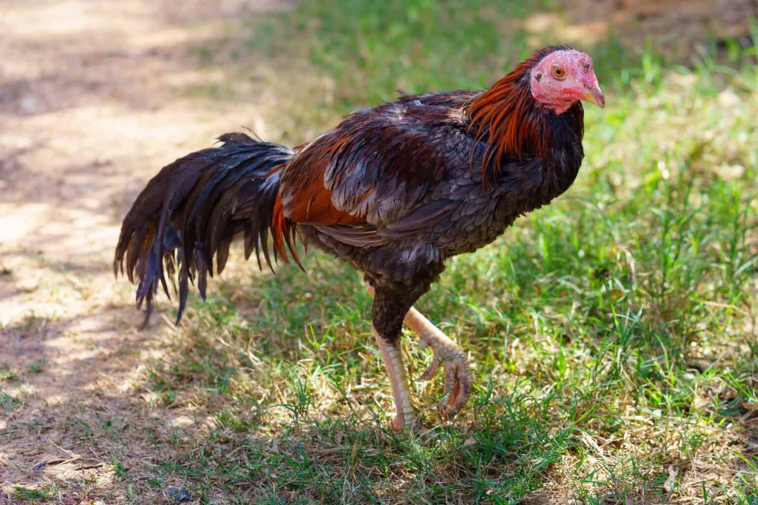 Flystrike in Chickens: Causes, Symptoms & Treatment