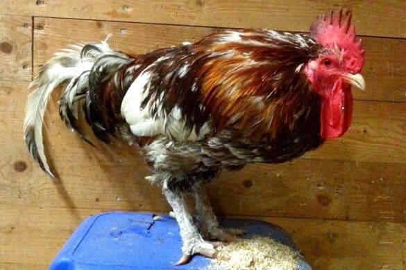 Chicken Poop Guide: Is Your Chicken's Poop Normal?