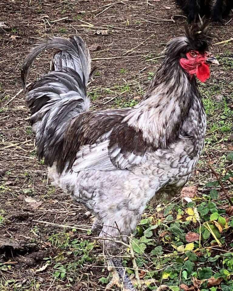 16 Chickens With Crazy or Funny Hair (With Pictures)
