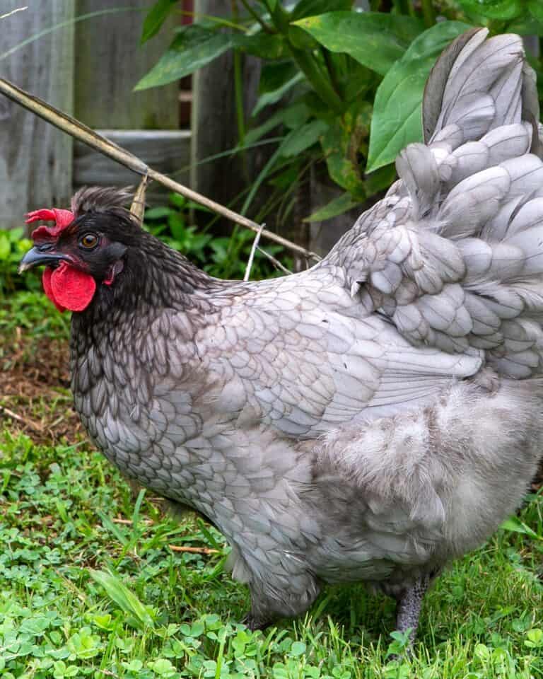 20 Best Blue Chicken Breeds (With Pictures)