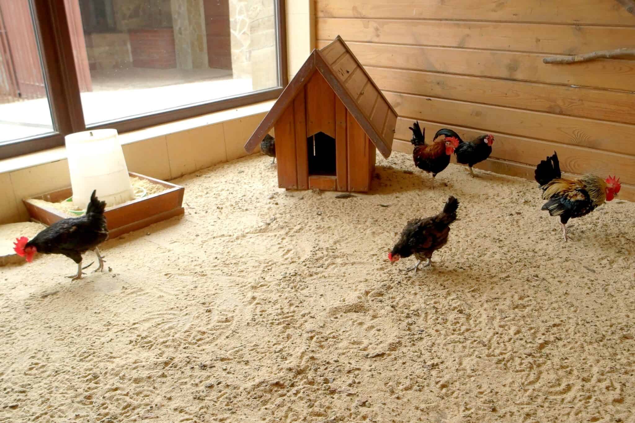 Sand for Chicken Coop: What Kind of Sand & How to Use It
