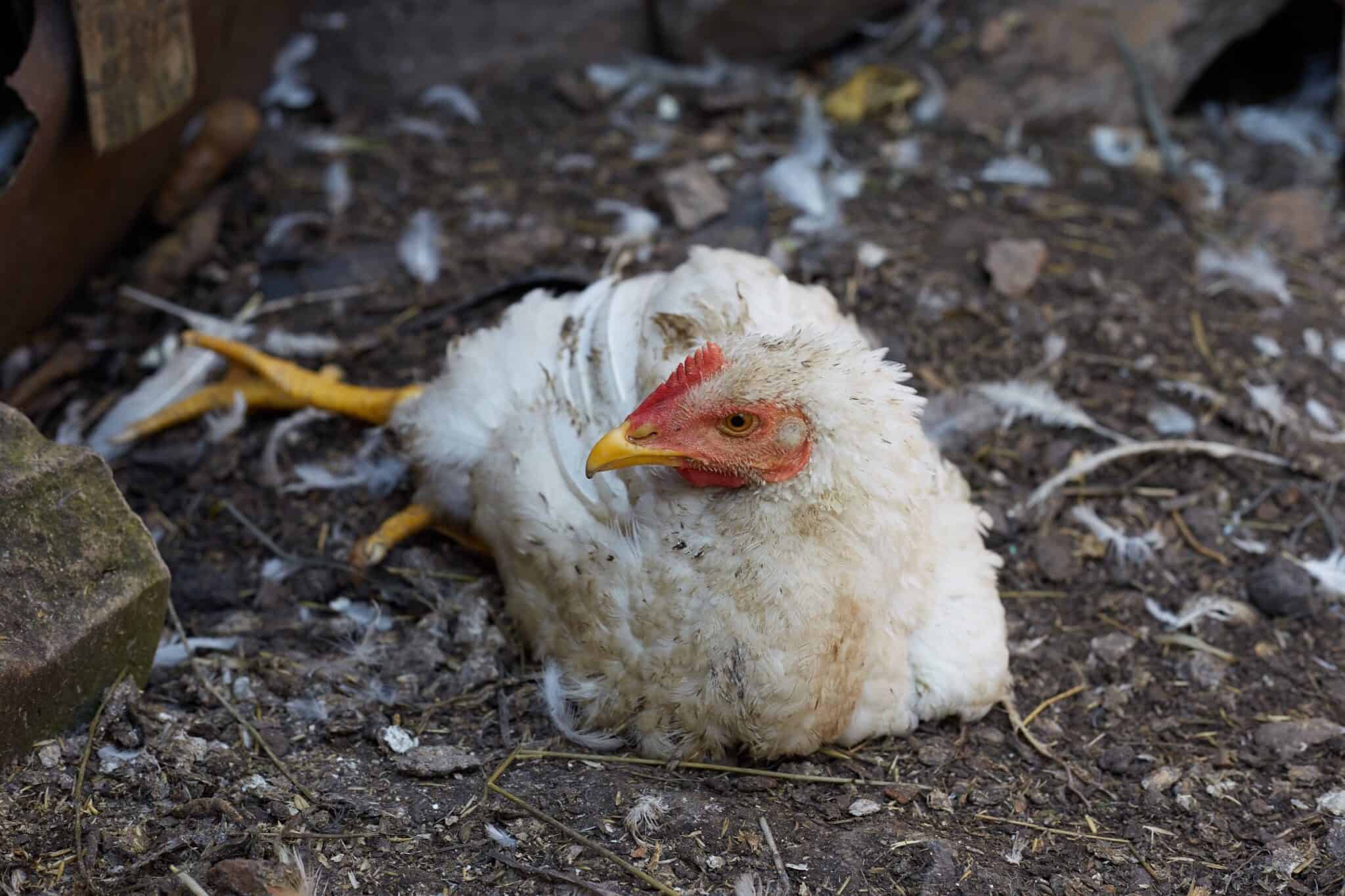 Vent Gleet in Chickens: Symptoms, Causes & Treatments