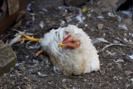 Vent Gleet in Chickens: Symptoms, Causes & Treatments